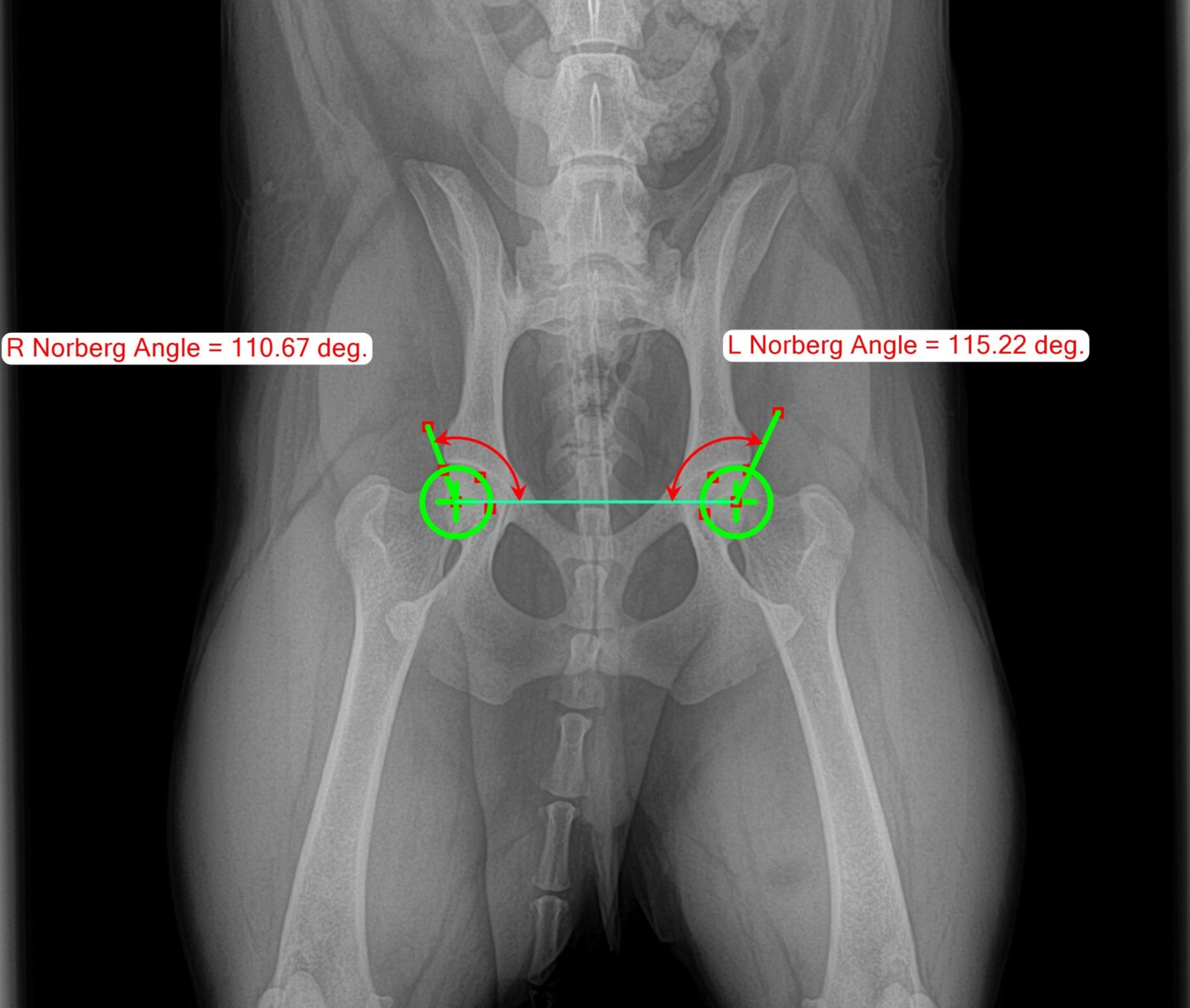 Vetel Diagnostics Artificially Intelligent Software Provides Automatic ...