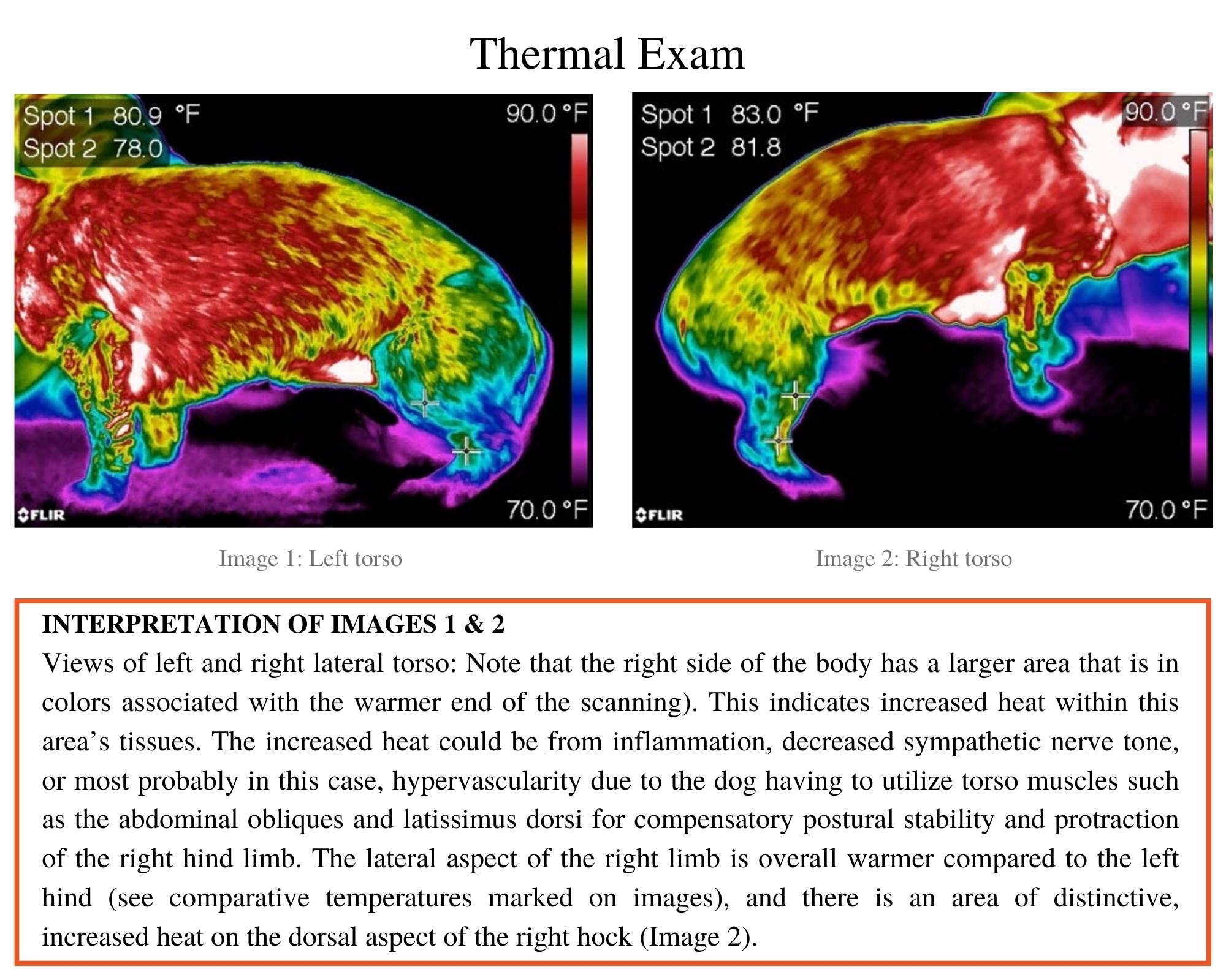 Thermography Case Study: “Jam” the Dachshund | Vetel - Innovative ...